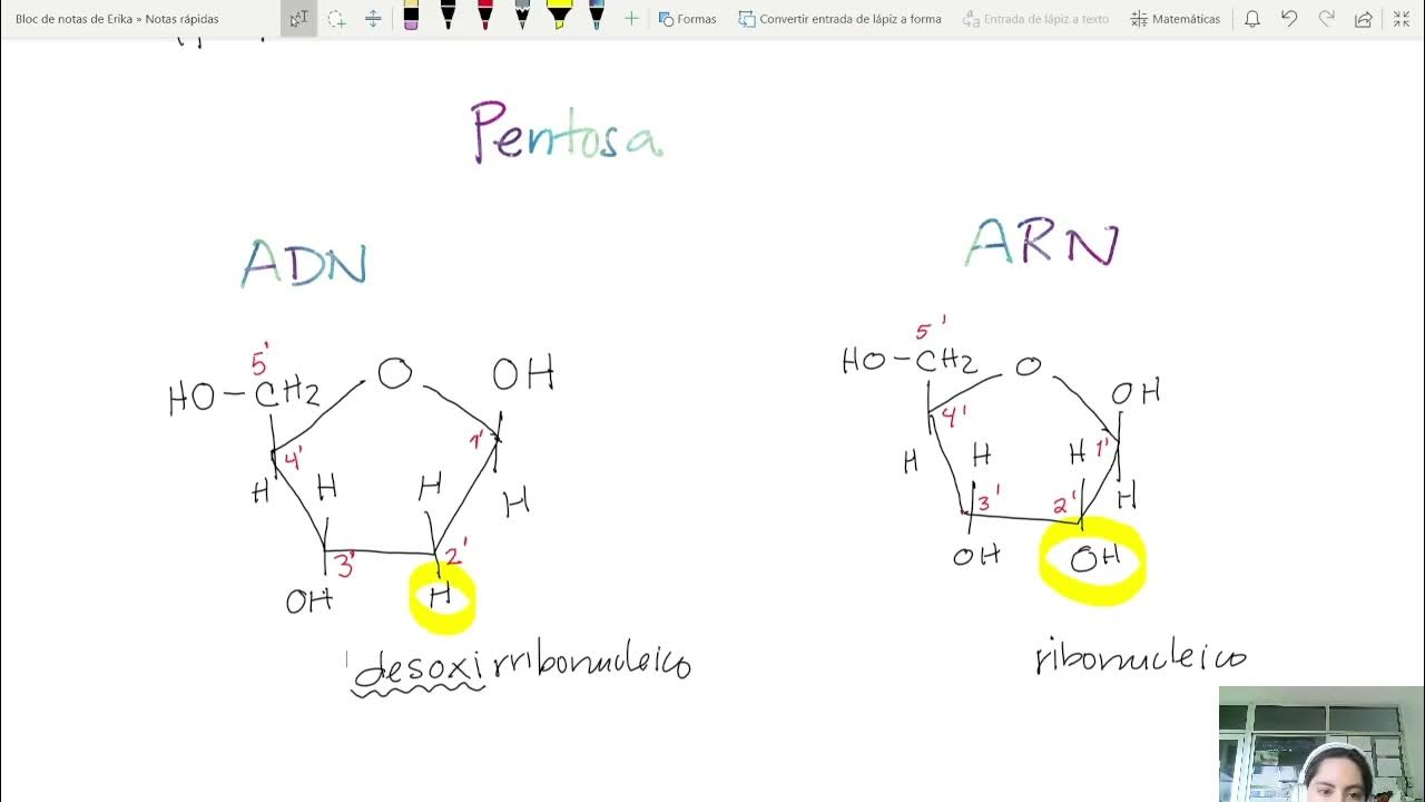 Estructura primaria del ADN - YouTube