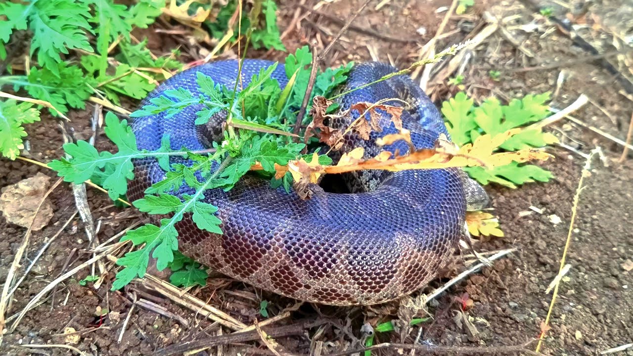 दो मुंह वाला सांप 🐍 Do Muh Wala Saap 😱 Common Sand Boa Snake - YouTube