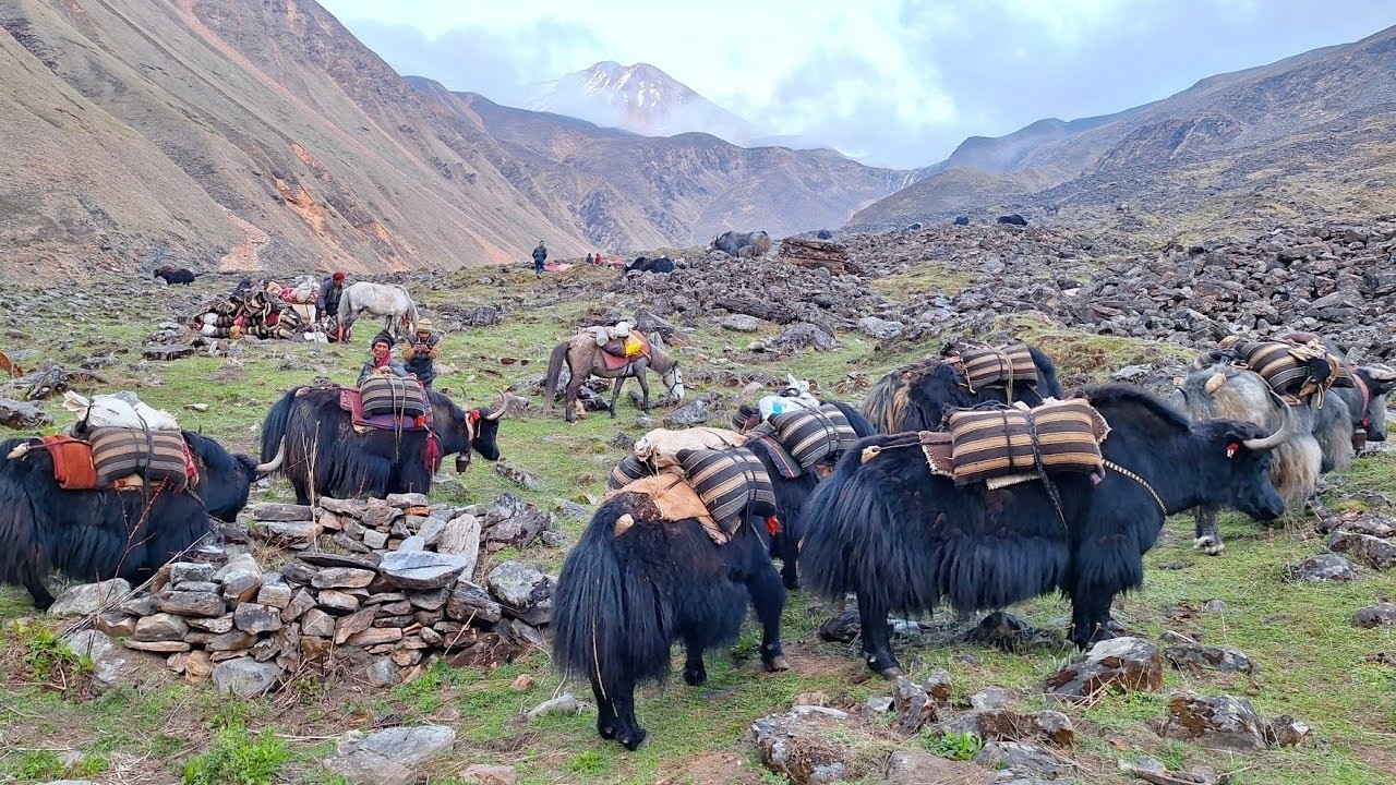 Himalayan Village Life | The Yak Farm | Dolpa | Nepal | Real Nepali ...