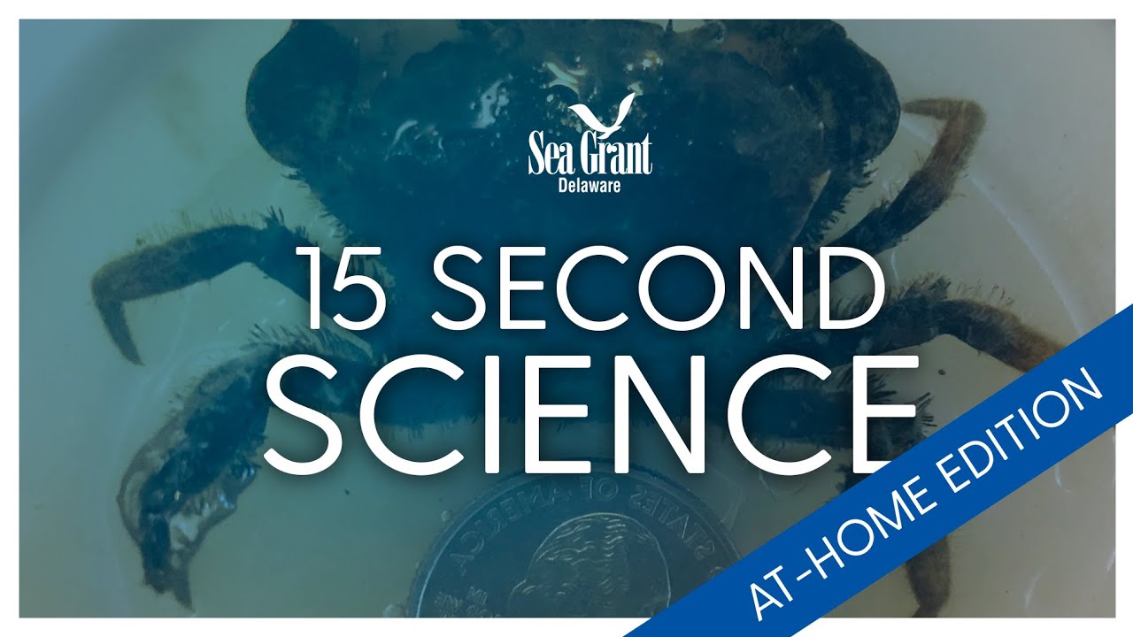 15 Second Science: Atlantic Mud Crab Populations - YouTube