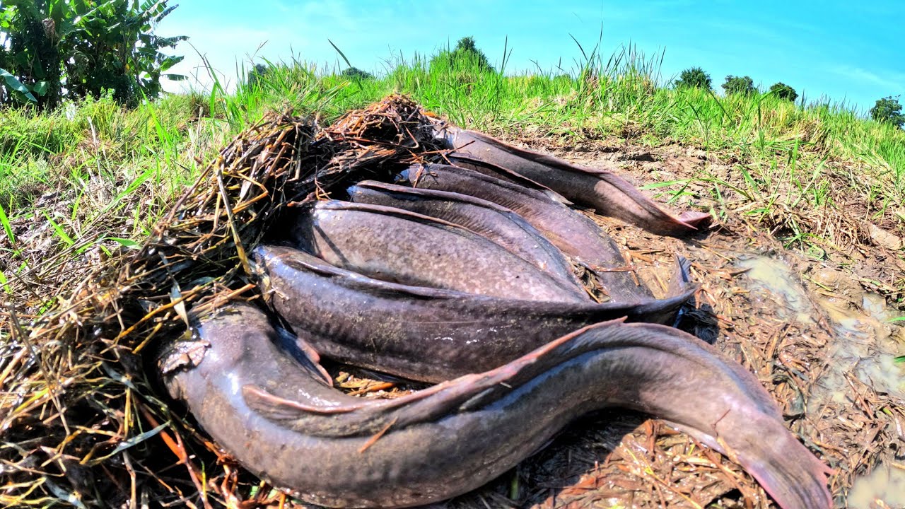 fishing skills amazing! catch fish and pick duck eggs ln the rice field ...