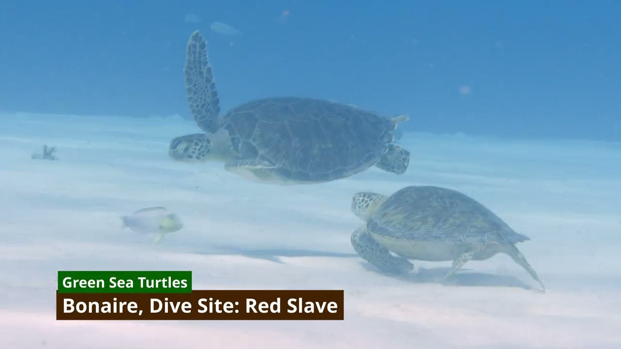 Green Sea Turtles Playing in the Shallows - YouTube