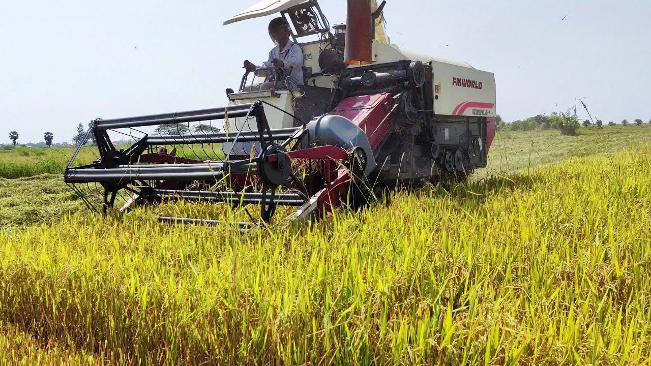 Rice Harvesting in 2025 in ASEAN Country [4K Video] #855 - CAM FARM ...