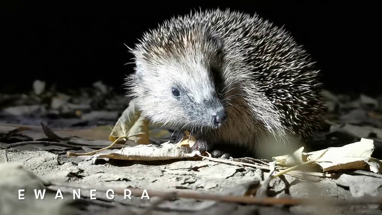 A DECEMBER MEETING WITH A HEDGEHOG / Dezember-Treffen mit einem Igel ...