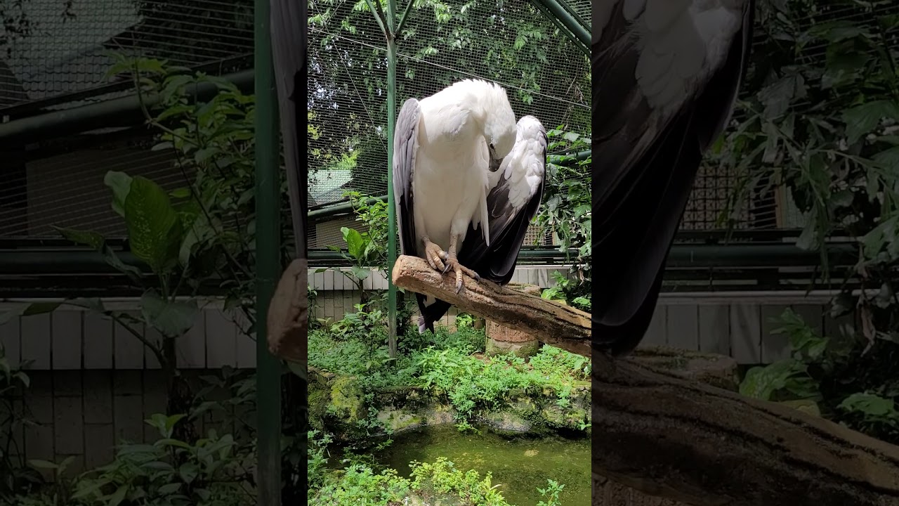 Elang Laut Perut Putih / taman burung TMII - YouTube