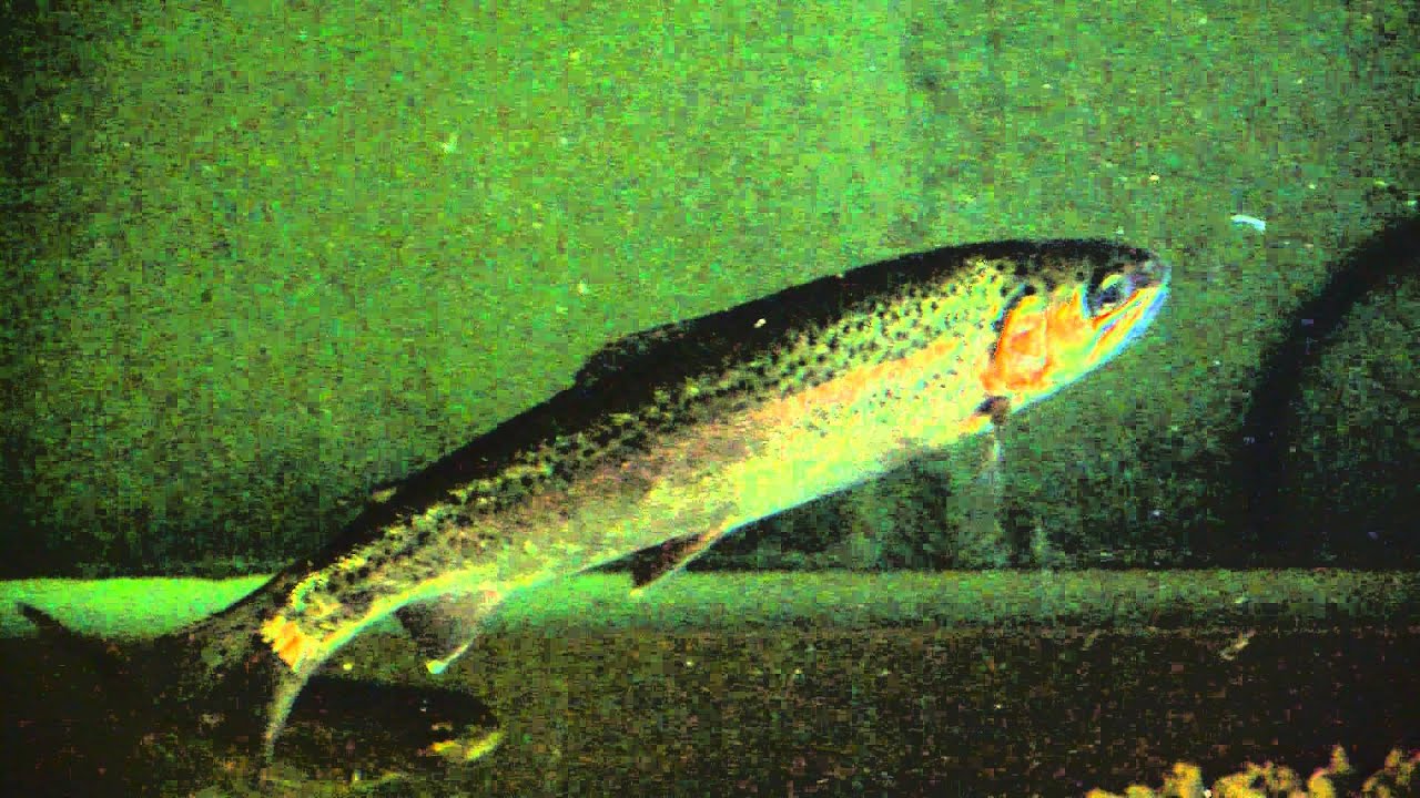 Rainbow Trout In Fish Tank YouTube Rainbow Trout In Fish Tank YouTube