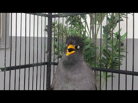 Jalak Kebo Gacor Ngeroll - MAsteran Semua Jenis Burung Jalak Eps 854