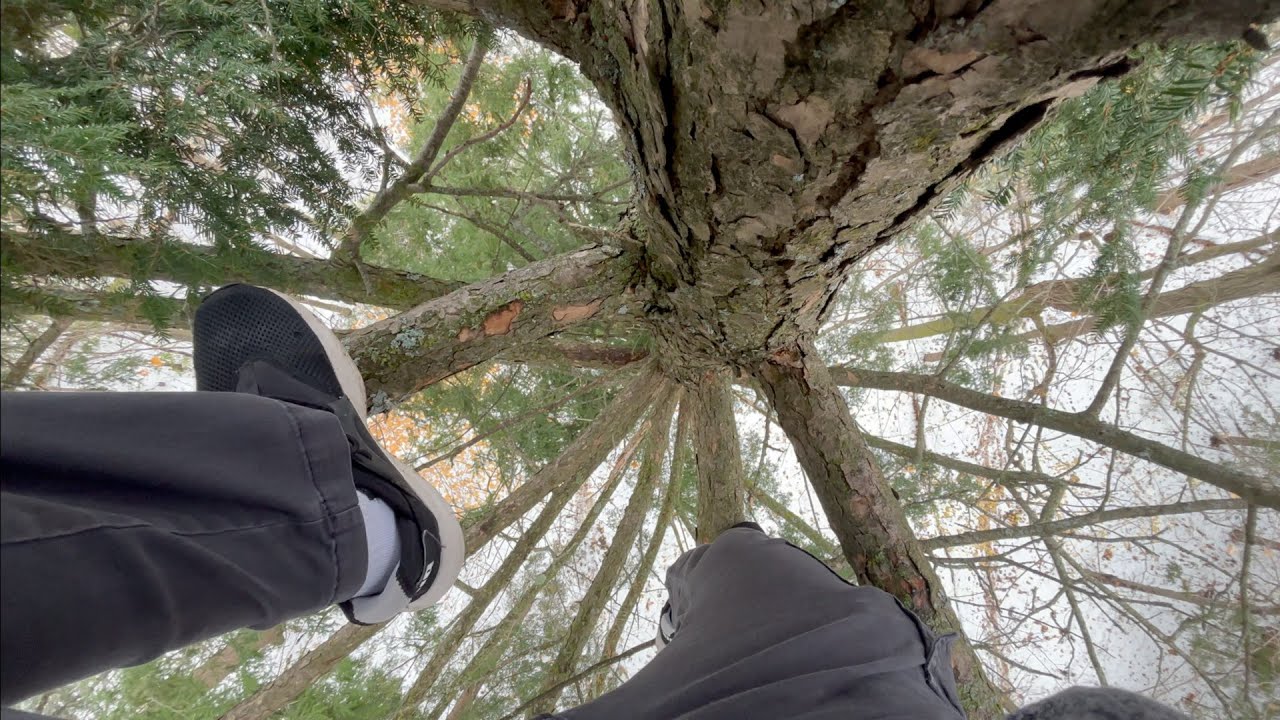 Free Climbing Tall Pine Tree - iPhone POV - YouTube