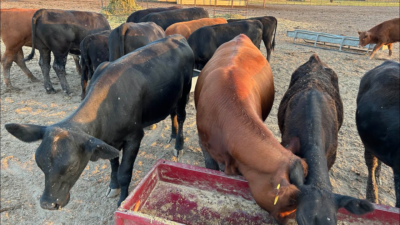 Dry PooPoo Dust Gave One of These Yearlings BRD - YouTube
