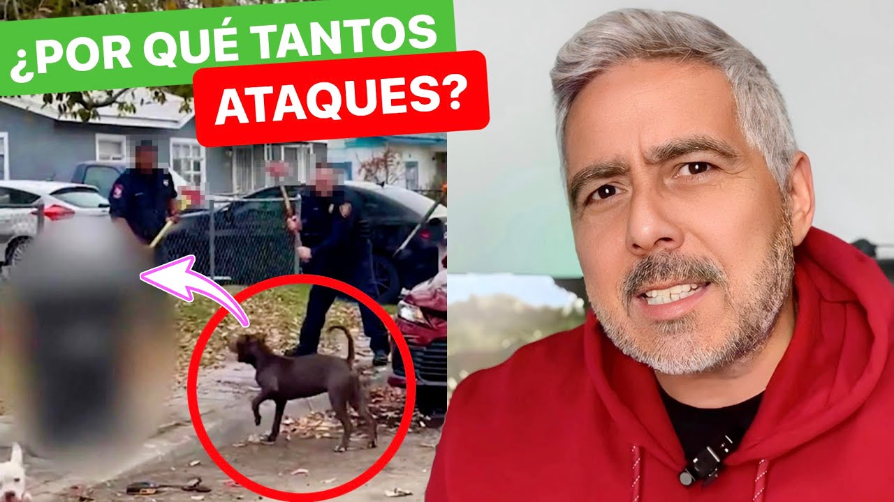 ¿Por qué los ATAQUES DE PERROS han AUMENTADO tanto 📈? - YouTube