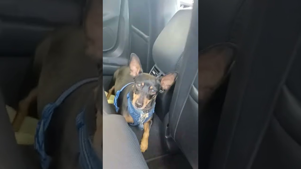 Mean little dog - YouTube