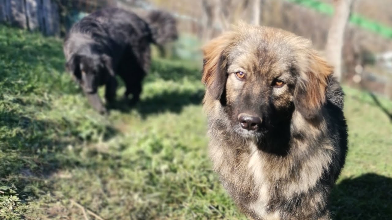 Noah I Adoption of Dogs from Bosnia - YouTube
