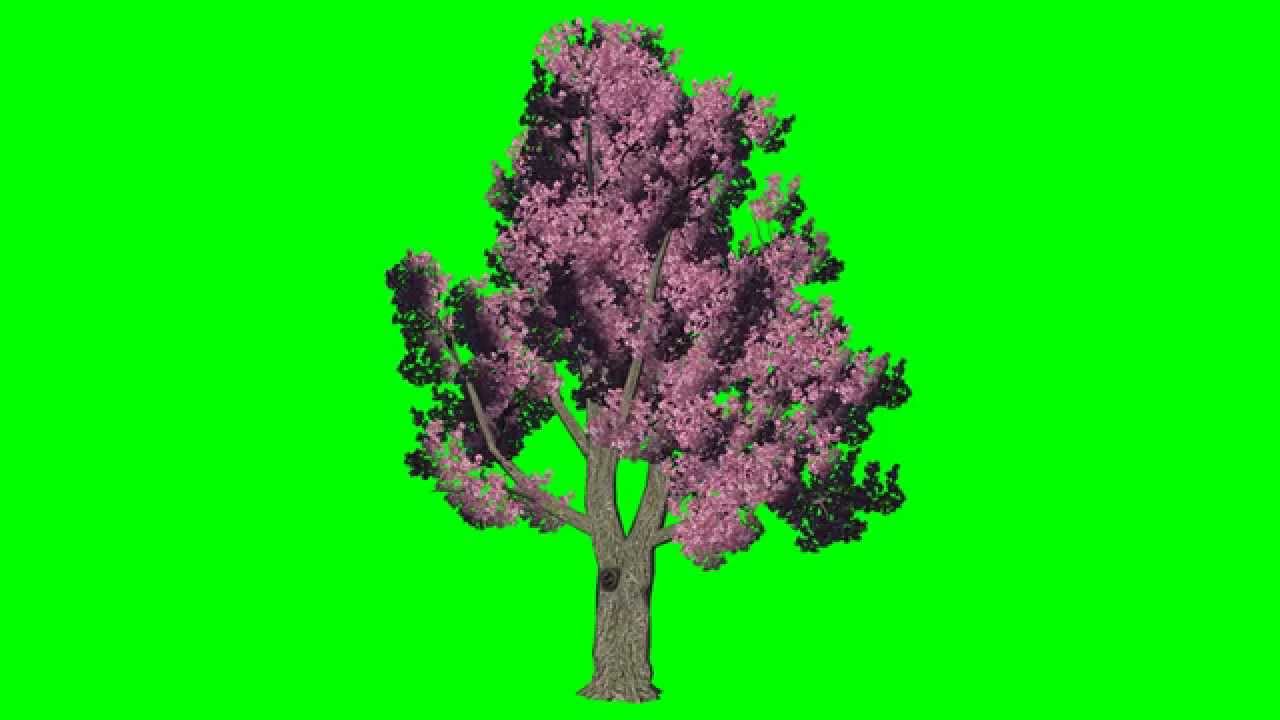 Family Tree Video Green Screen-Free Tree Green Screen videos in The ...