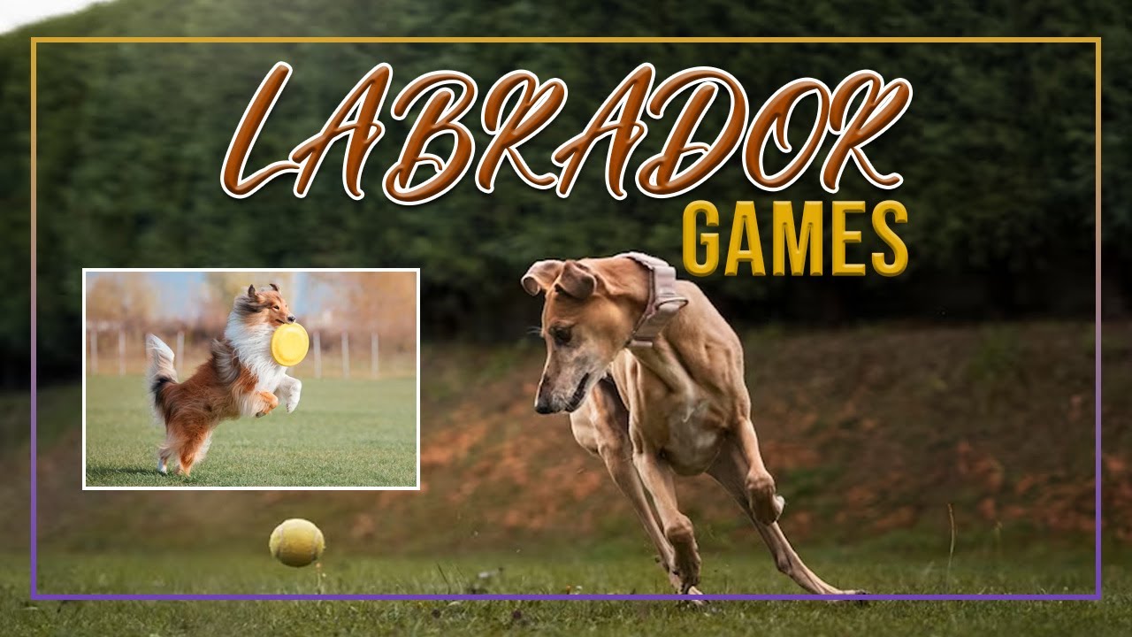 Endless Fun with Labrador Puppy: Games, Fetch, and Cuteness Overload! 🎈 ...