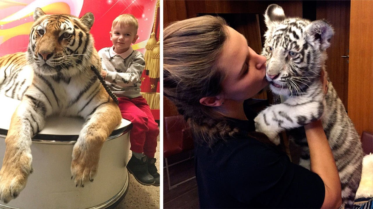 Man Lives With Rescued Tigers - YouTube