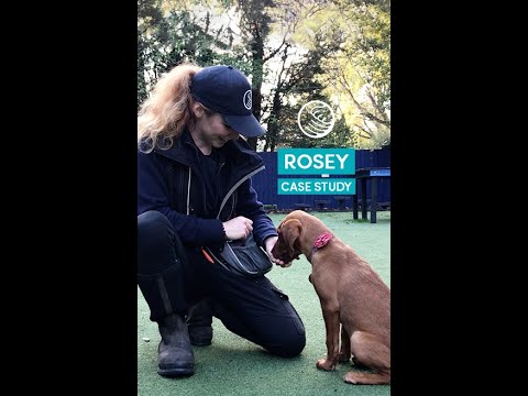 Rosey Case Study | Labrador puppy is top of her training class 🥇 - YouTube
