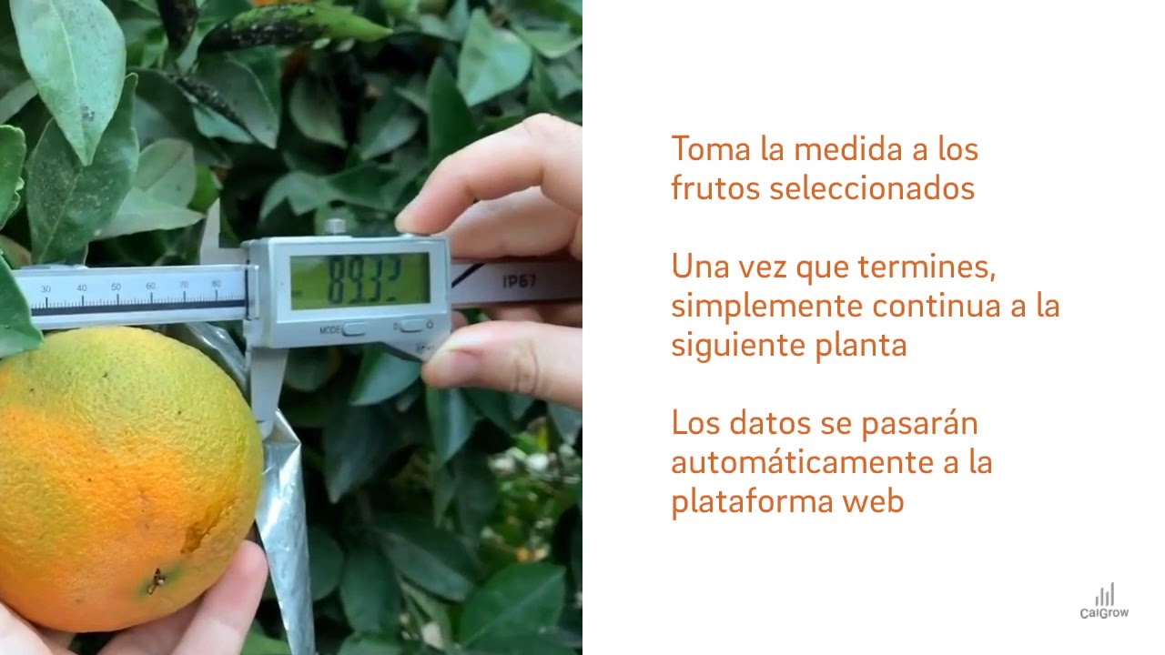 Mediciones con Pie de metro directo a la APP Calgrow - YouTube