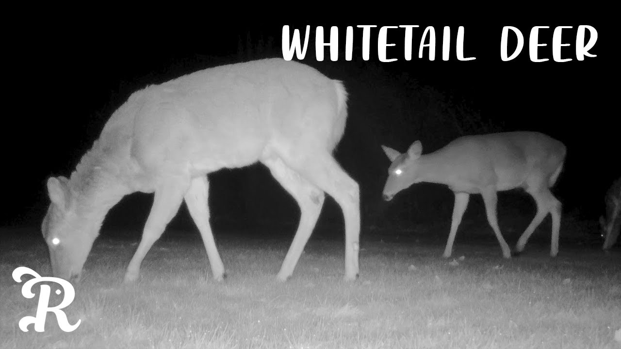 Whitetail Deer | Trail Cams | 12 Clips | 1 to 3 Animals Each | Spring ...