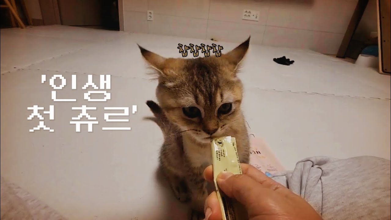 츄르를 먹여보았습니다 L 인생x냥생o Youtube