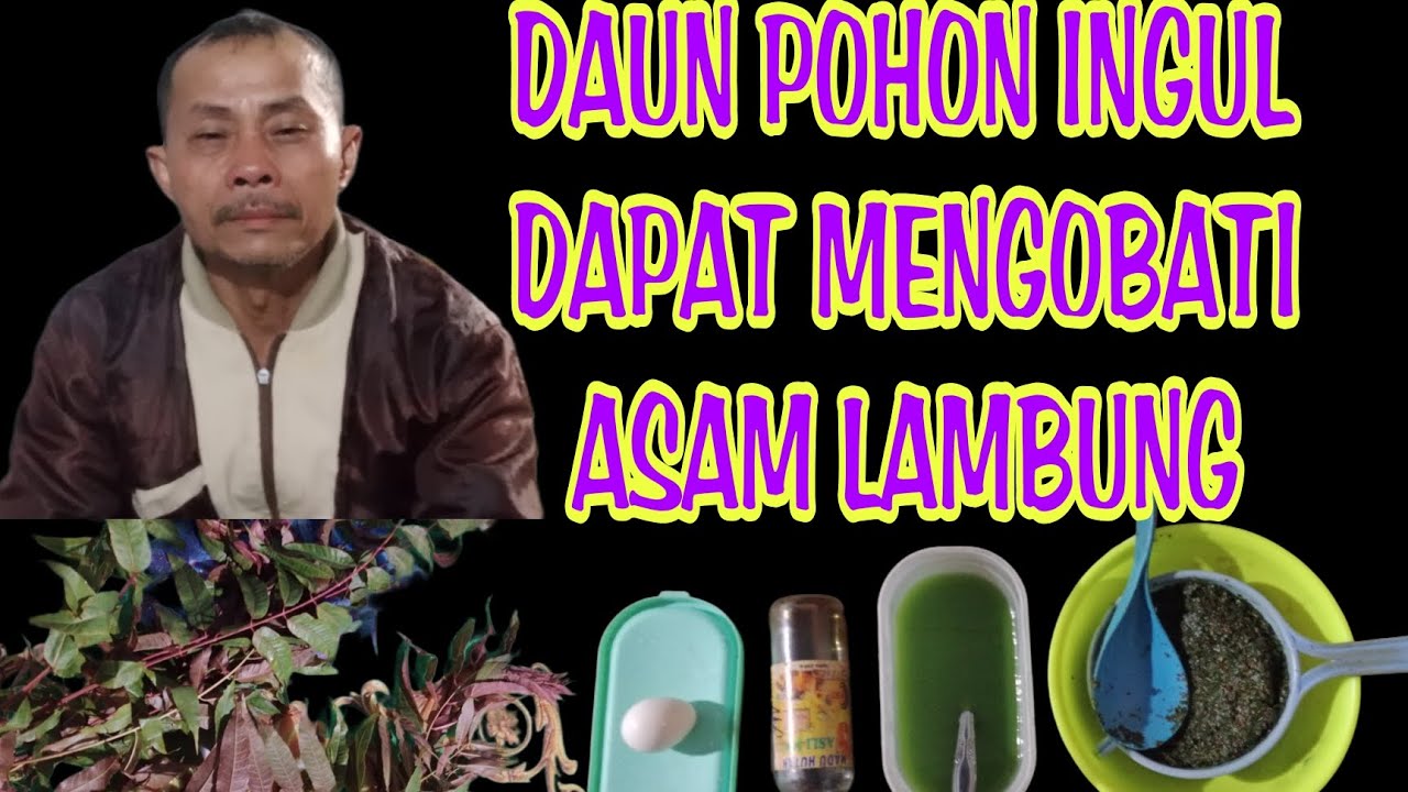 OBAT ASAM LAMBUNG TRADISIONAL "DAUN POHON INGUL" KE. 01 - YouTube