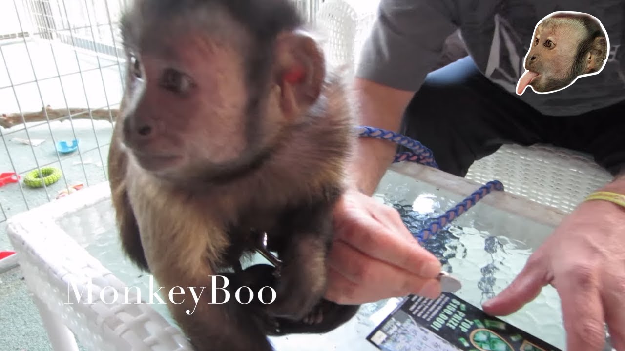 Monkey Lottery WINNER! - YouTube