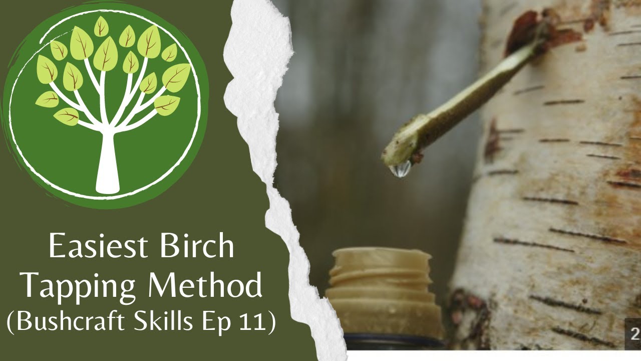 Tapping Birch Trees For A Spring Drink | Bushcraft Skills Ep 11 - YouTube
