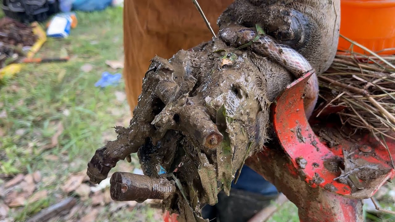 Good!! Cleaning the cow's feet and removing the iron - YouTube