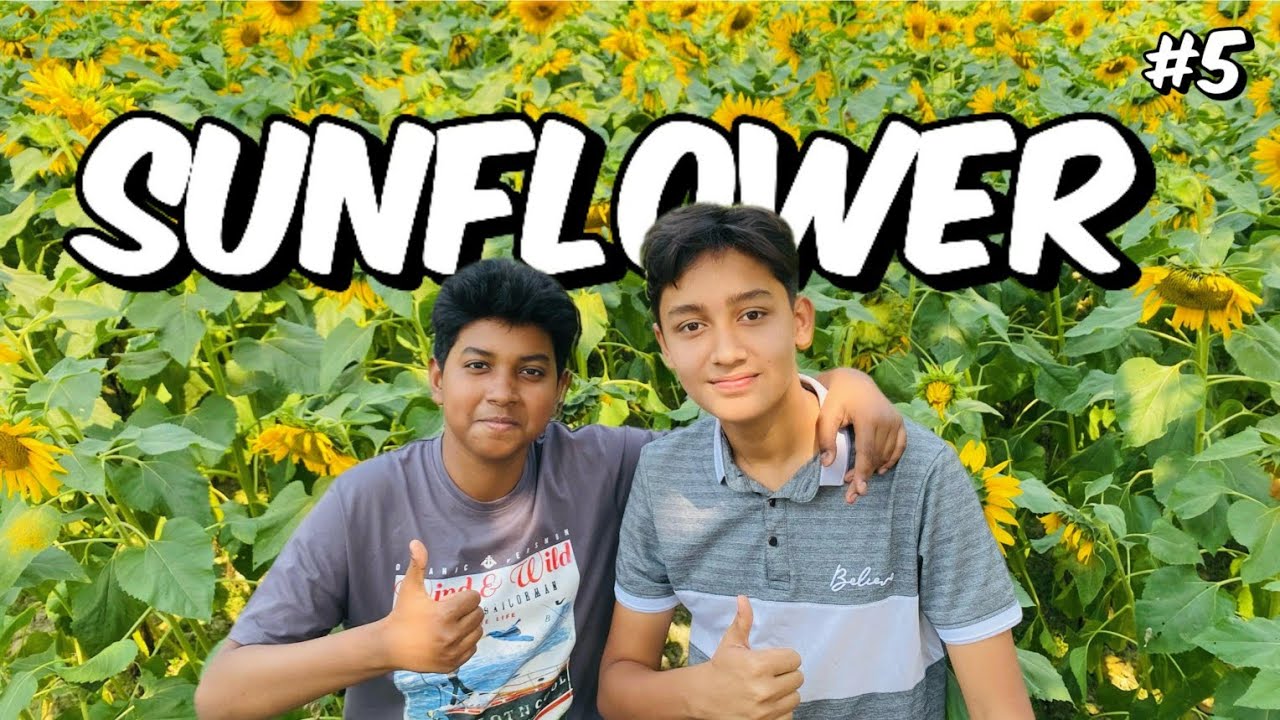 sunflower !....... //Travel In akkelpur //#nocopyrightmusic #travel # ...