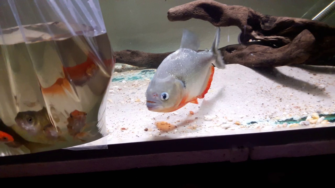 Piraña Pygocentrus Cariba - YouTube