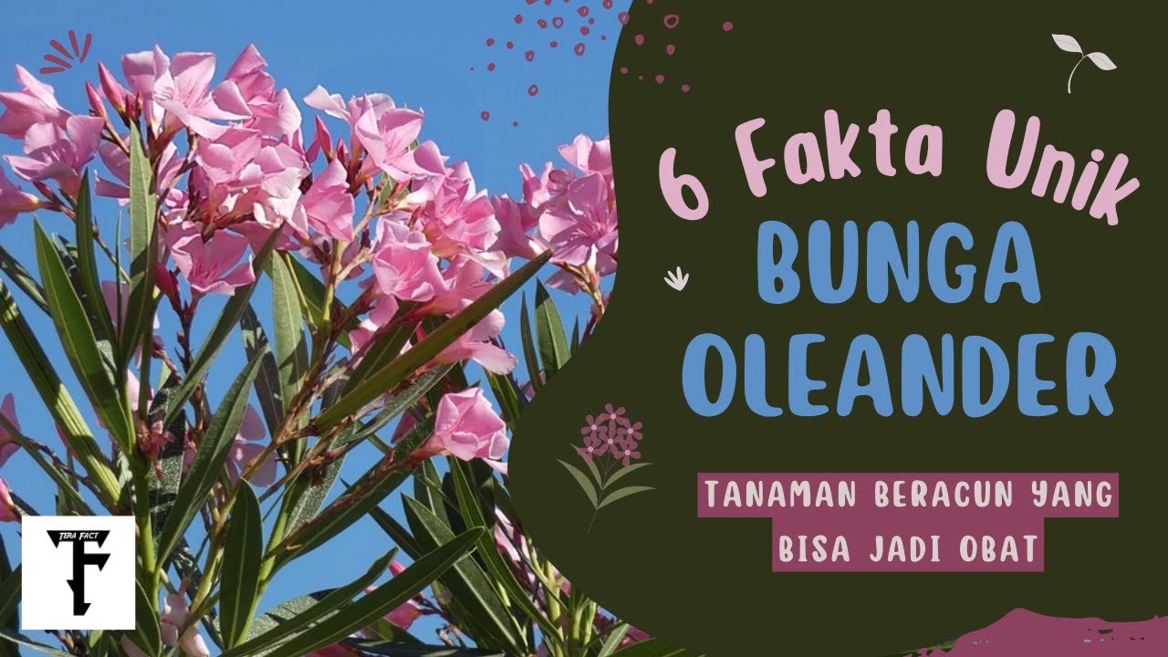 6 Fakta Unik Terkait Bunga Oleander, Tanaman Beracun Yang Bisa Menjadi ...