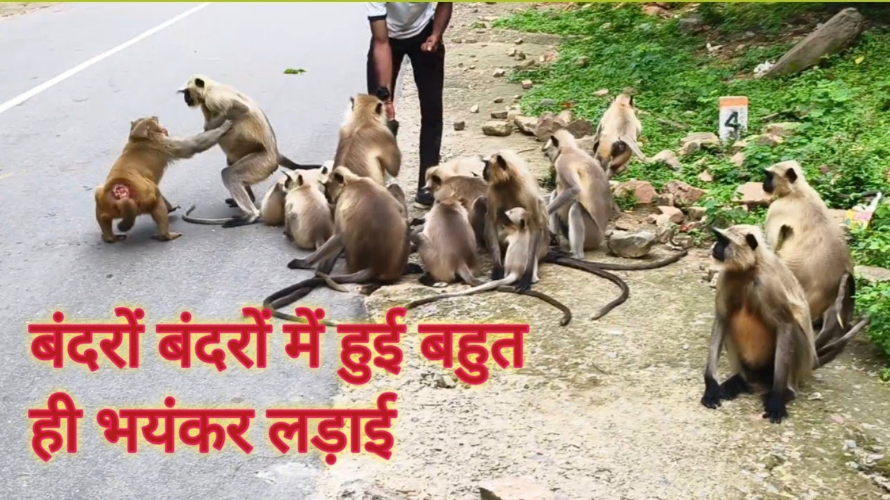 एक लाल वाला बंदर पड़ा10 बंदरों पर भारी।। ek Lal wala Bandar pada 10 ...