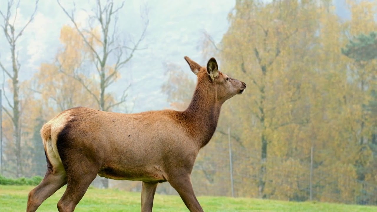 FREE Stock Videos - Deer (Female) video - wild animal - YouTube