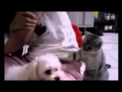 Thug life Animals: Best Compilation - YouTube