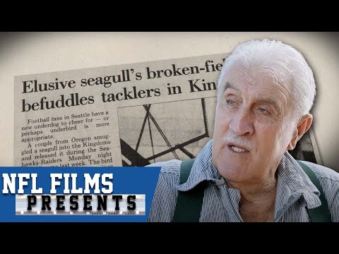 Larry the Bird: A Real Seahawk Gains Legendary Status Attending an NFL Game in Seattle