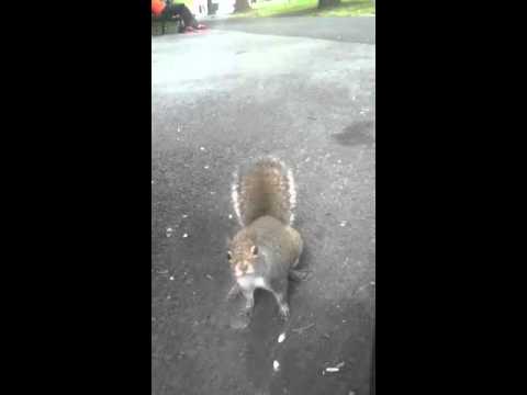 Encounter with a retarded squirrel - YouTube