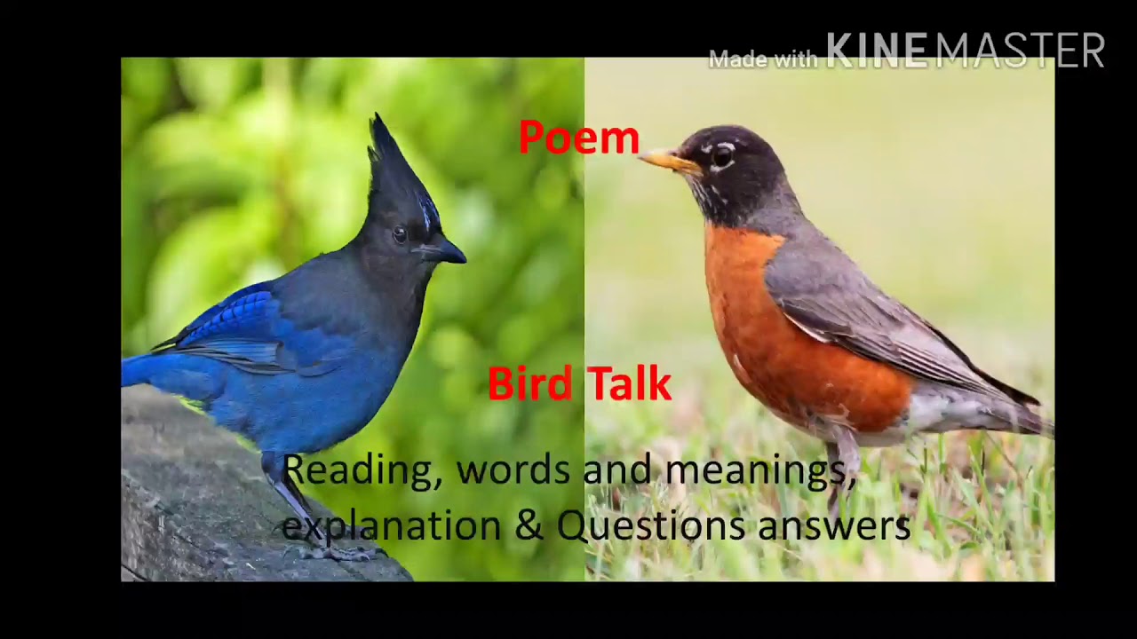 Bird Talk. Class 3 NCERT POEM, class 3 Poem Bird Talk, cbse pem Bird ...