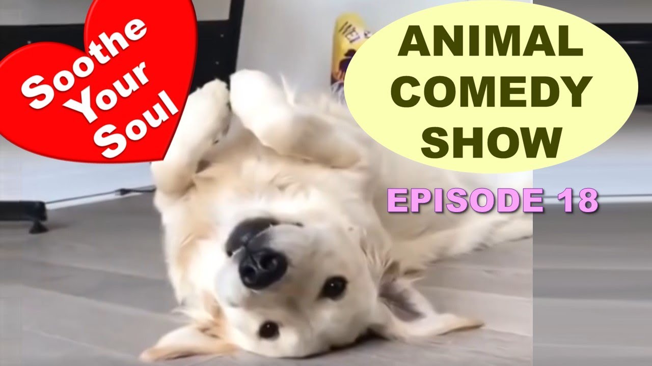 Animal Comedy Show EPISODE 18 - YouTube