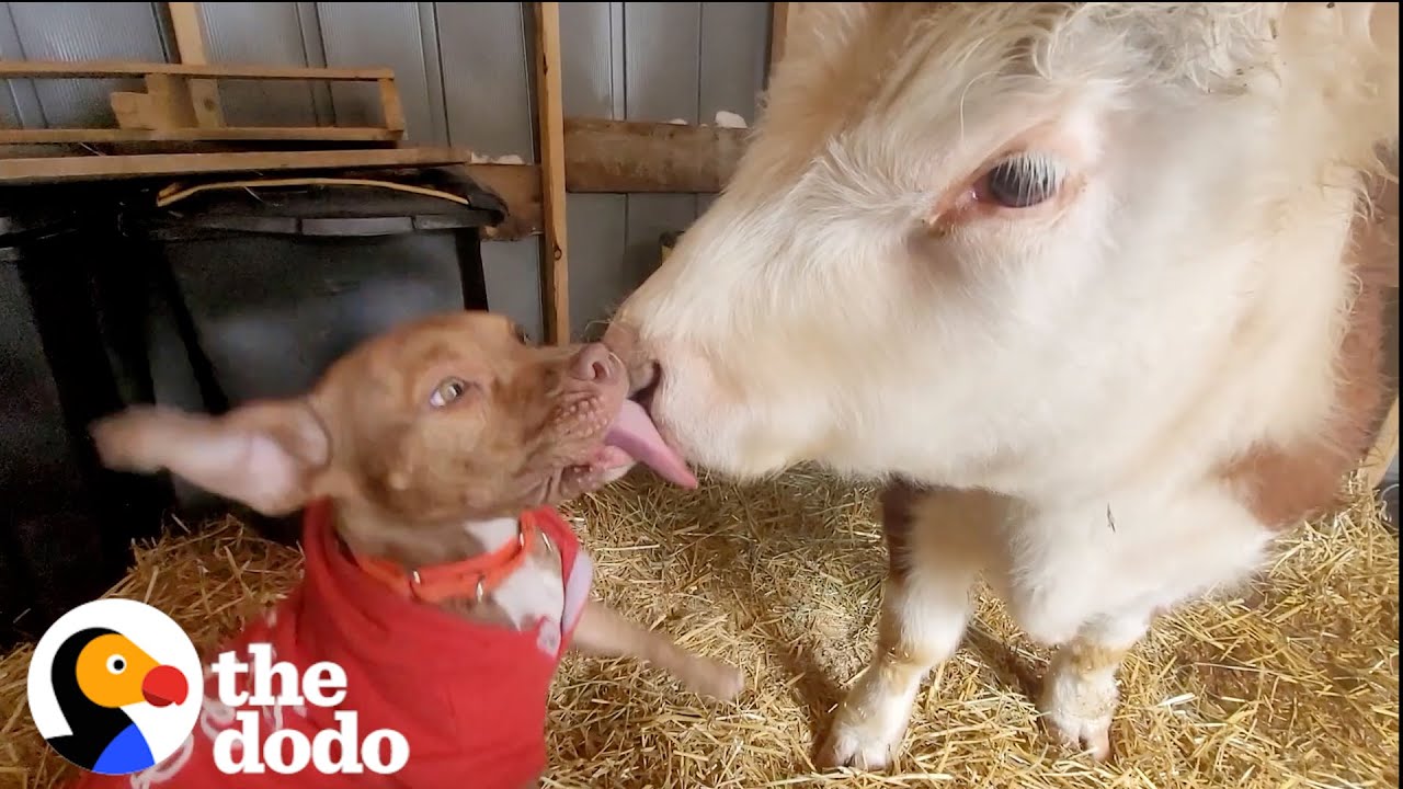 Cow Who Thinks He Is A Dog Is Reunited With His Favorite Puppy | The ...