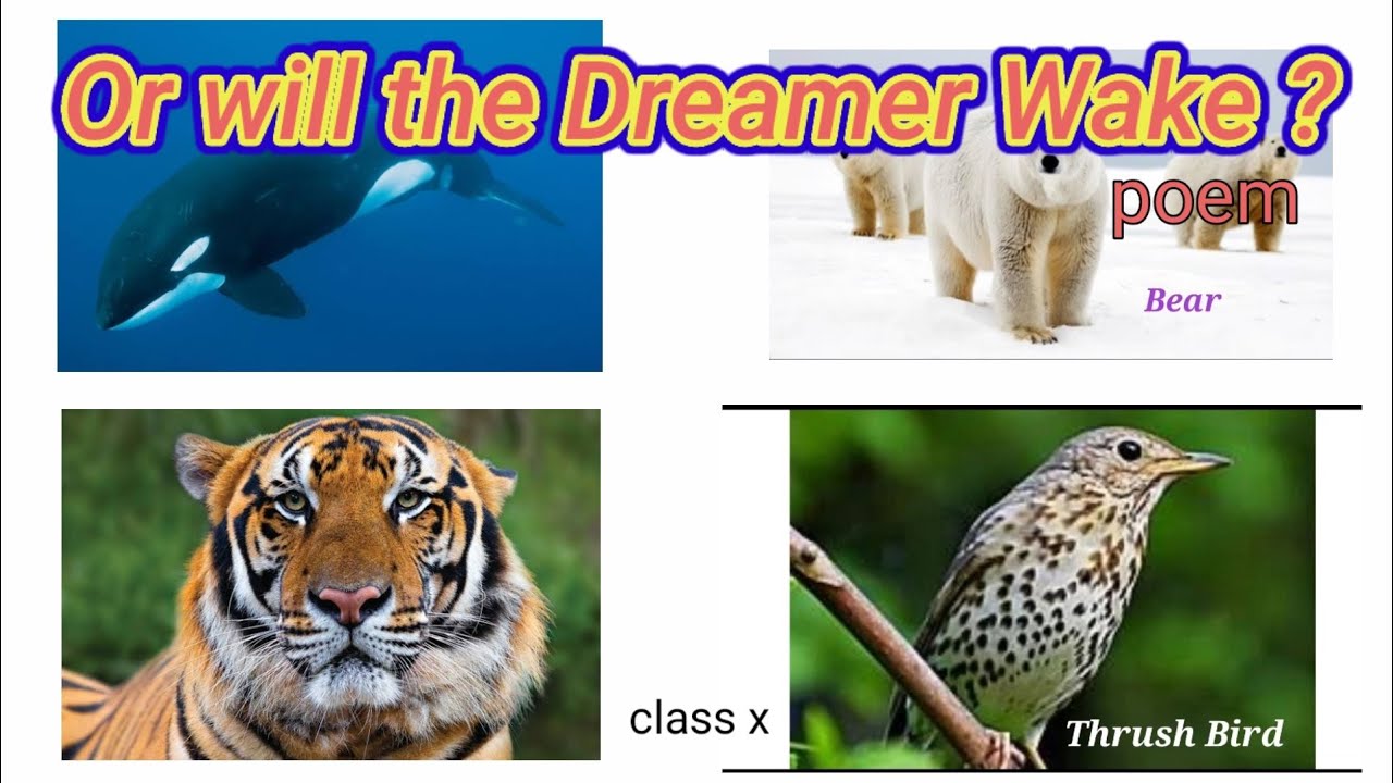 Or will the dreamer wake ? poem; class X - YouTube