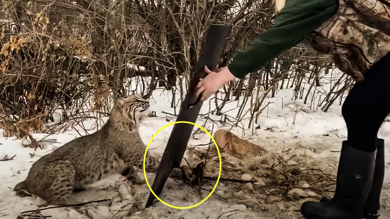 The Lynx Got Caught in a Trap. You Won't Believe Who Came to the Rescue ...