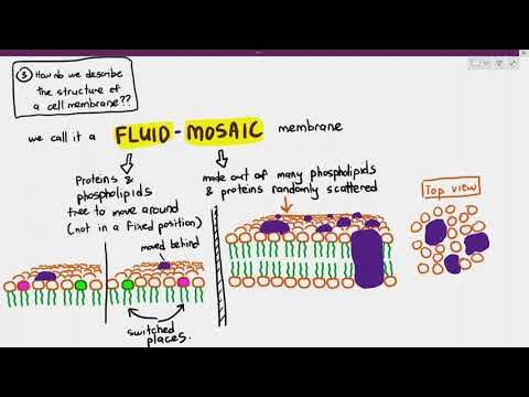 4-2 The Fluid Mosaic Structure (Cambridge AS & A Level Biology, 9700 ...