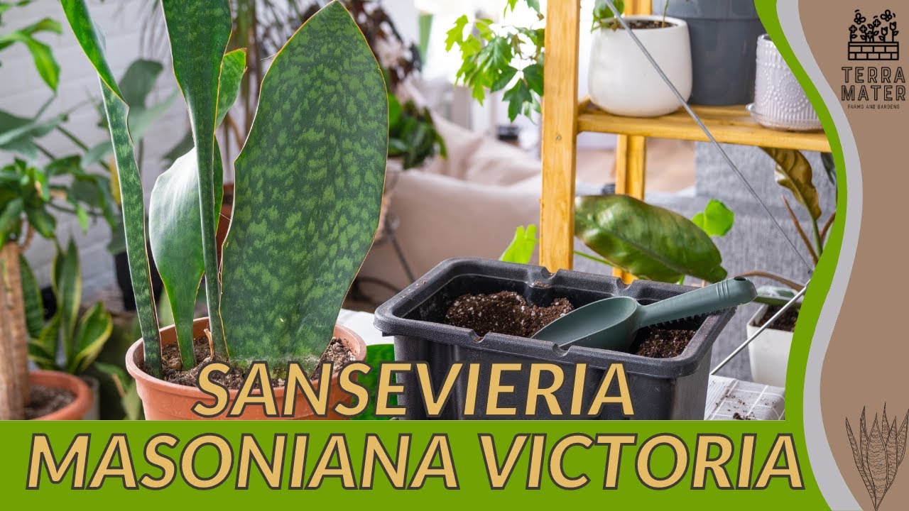 SANSEVIERIA MASONIANA VICTORIA Information, Description & More! - YouTube