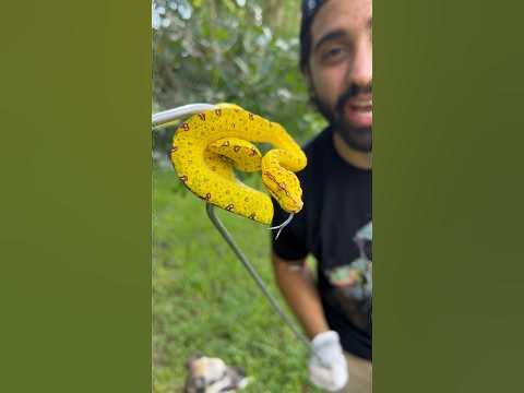 Green Tree Python Baby! #python #GTP #Snakes - YouTube