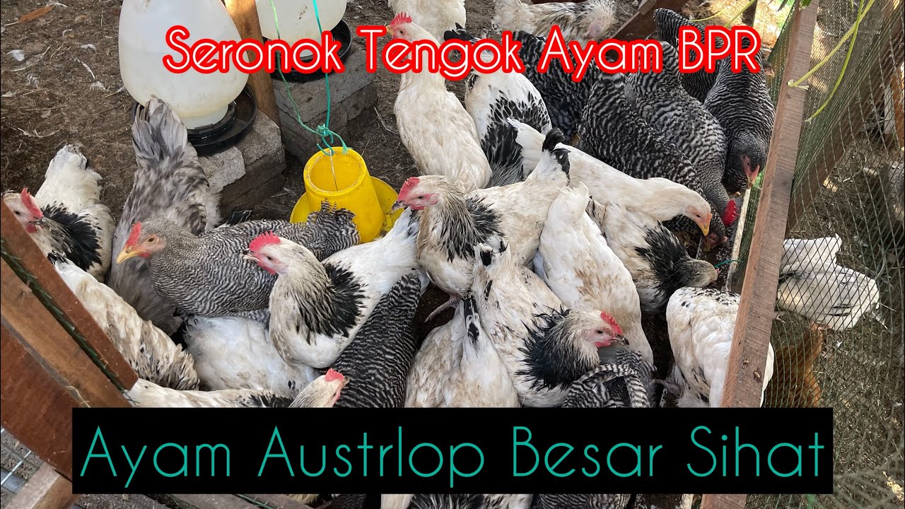 Project Barred Plymouth Rock AYAM Austrlop | BAKA PENELUR SUPER DAN ...