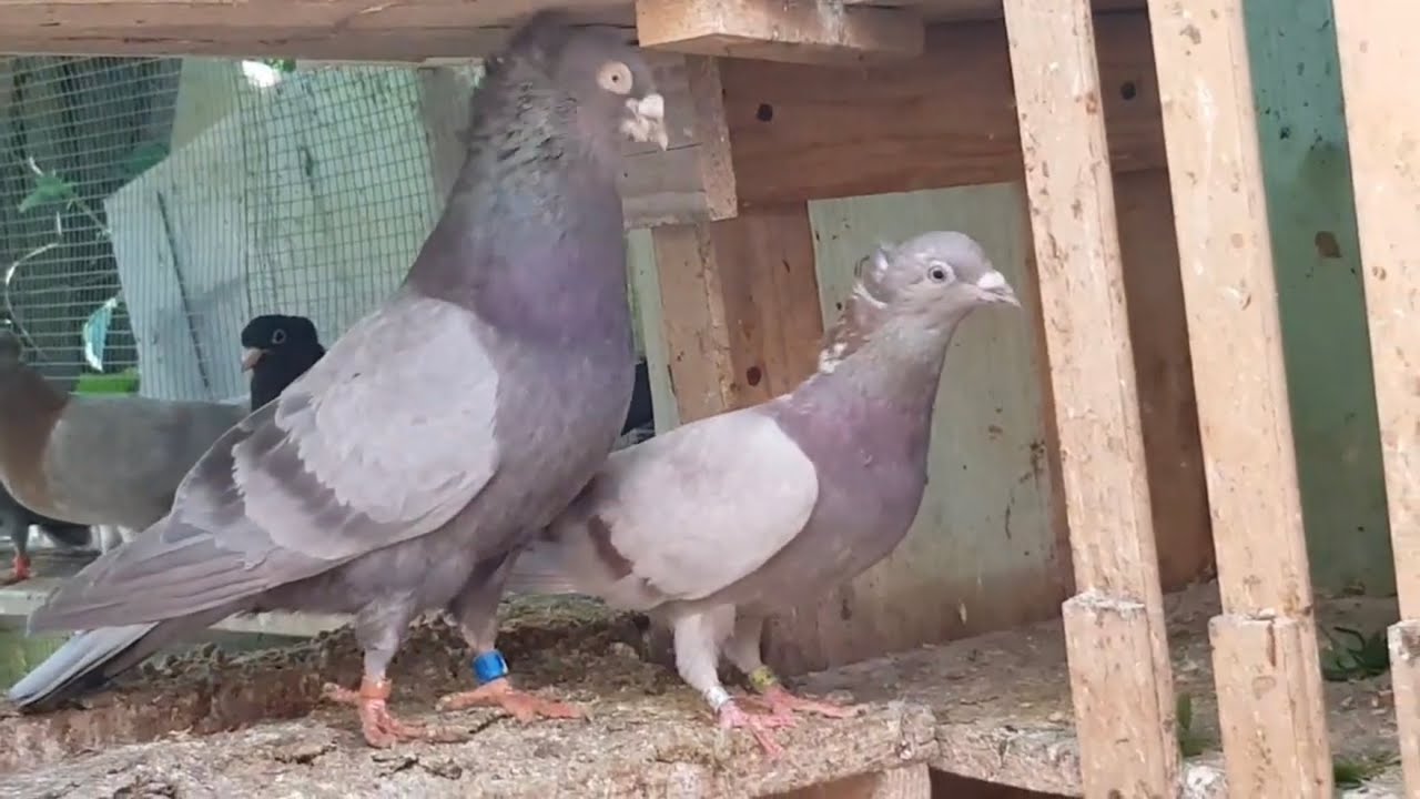 Serbian Highflyer Pigeon beautiful colors SINGING {S.V.L 2022} - YouTube