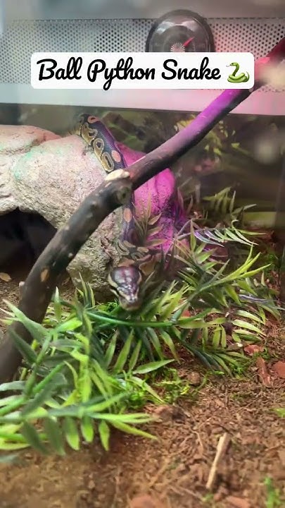 Ball Python Snake #trending #snake #pythonsnake - YouTube