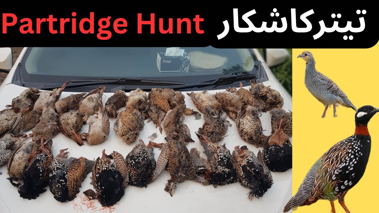 Partridge hunting in Pakistan 2023 2024 | تیترکاشکار #hunting # ...