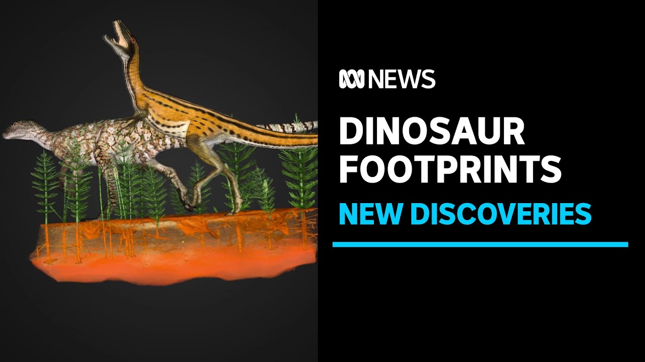 Palaeontologists uncover ancient clues from dinosaur footprints | ABC ...
