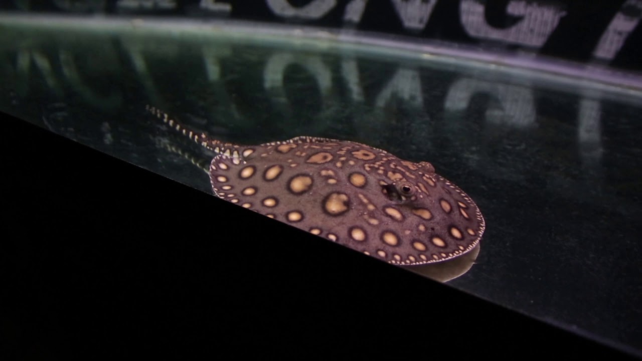 tank update with emperor blue hooks - YouTube