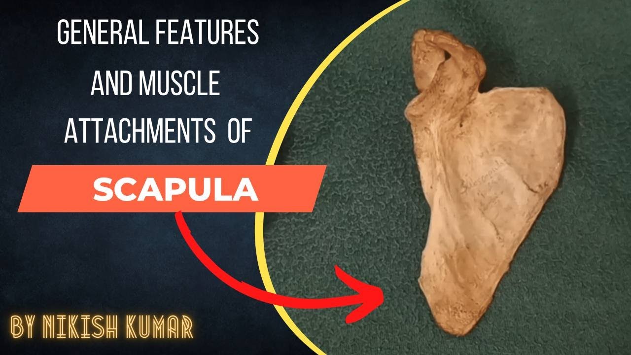 SCAPULA - GENERAL FEATURES AND ATTACHMENTS OF MUSCLES - YouTube